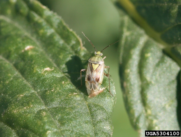 pale legume bug (Lygus elisus Van Duzee)