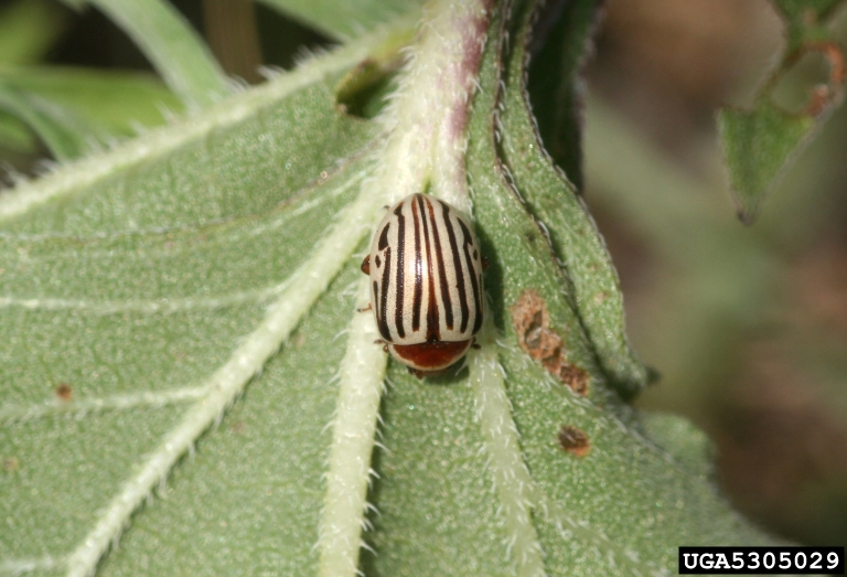sunflower beetle (Zygogramma exclamationis)