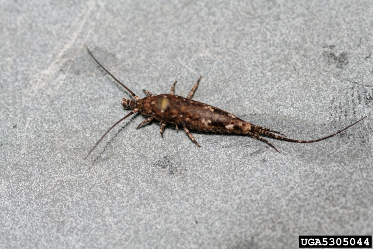 AMIGOS PARA SIEMPRE: INSECTA - LOS ARCHAEOGNATHA