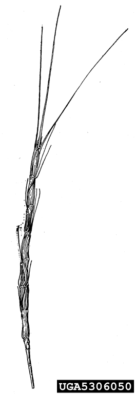 jointed goatgrass (Aegilops cylindrica Host)
