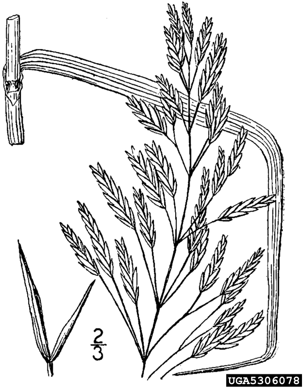 smooth brome (Bromus inermis Leyss.)