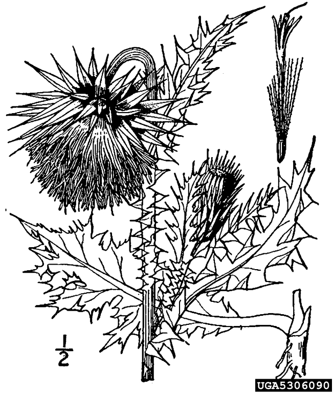 musk thistle, nodding thistle (Carduus nutans L.)