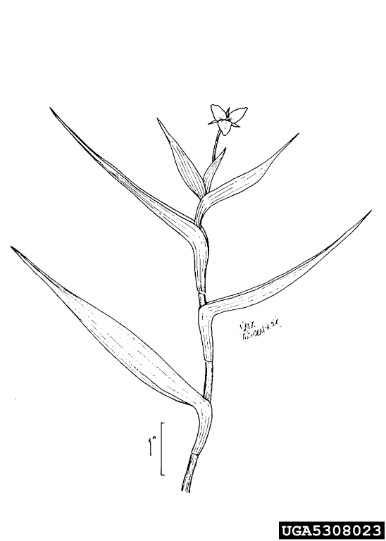 marsh dayflower (Murdannia keisak)
