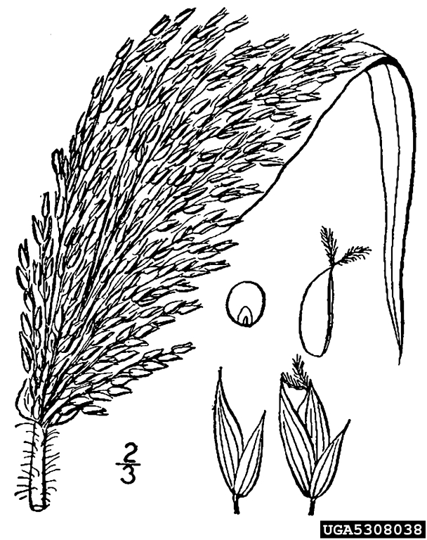 wild-proso millet (Panicum miliaceum L.)