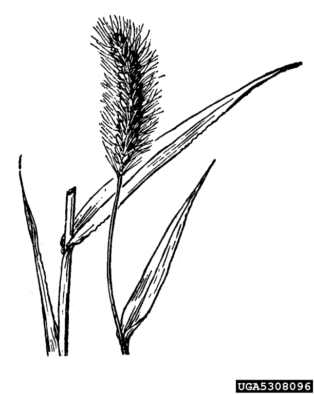 green foxtail (Setaria viridis)