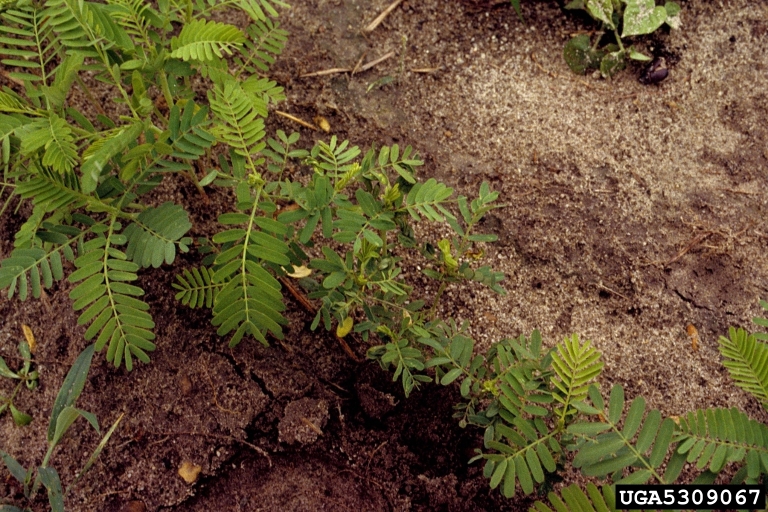 hemp sesbania (Sesbania exaltata (Raf.) Rydb. ex A. W. Hill)