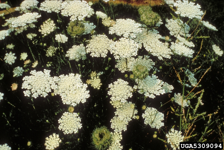 wild carrot (Daucus carota ssp. carota L.)