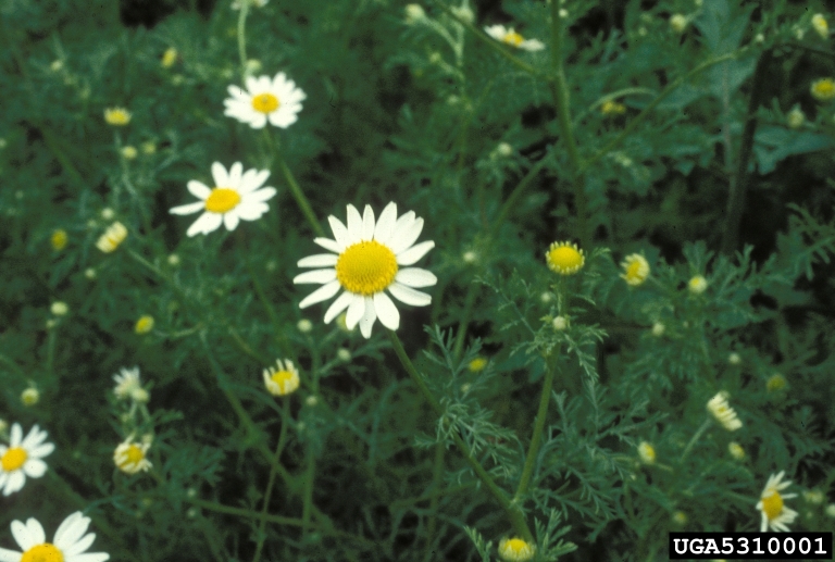 stinking chamomile (Anthemis cotula L)