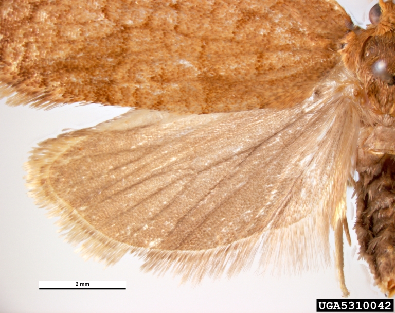 summer fruit tortrix moth (Adoxophyes orana)