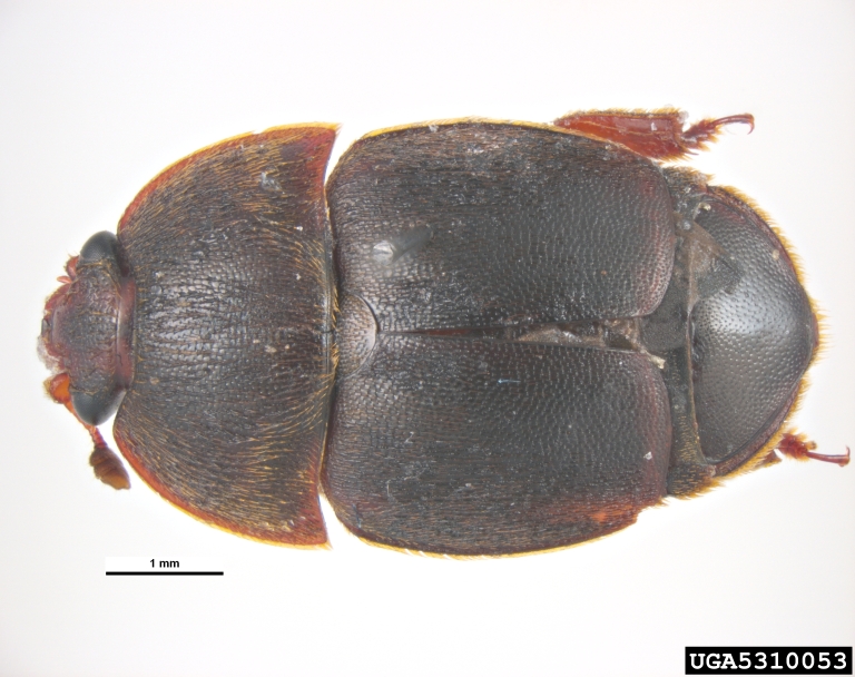small hive beetle (Aethina tumida Murray, 1867)