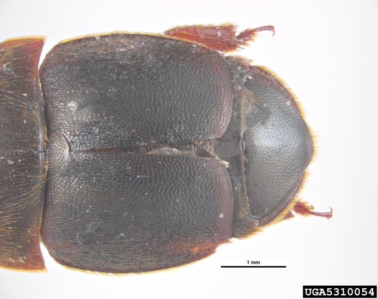 small hive beetle (Aethina tumida Murray, 1867)