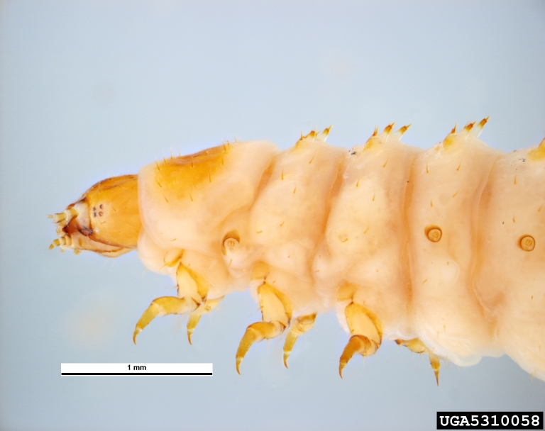 small hive beetle (Aethina tumida Murray, 1867)