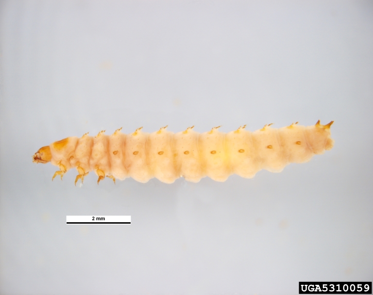 small hive beetle (Aethina tumida)