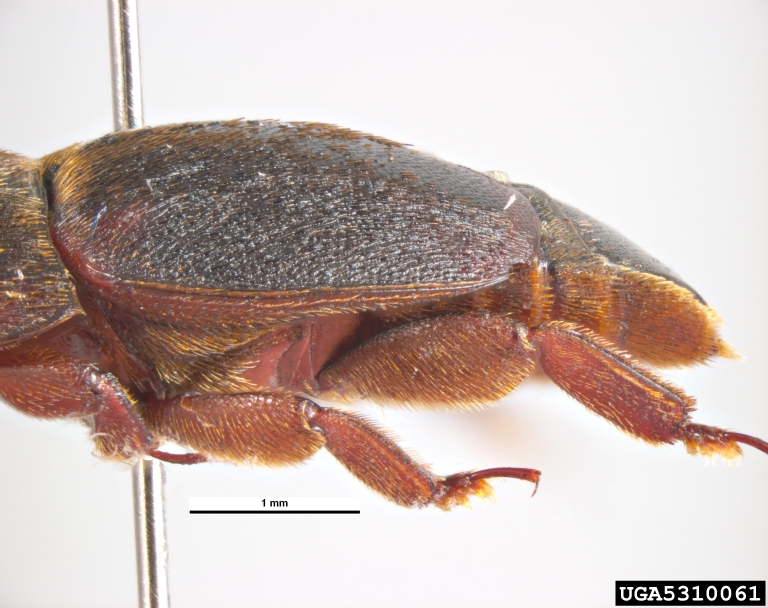 small hive beetle (Aethina tumida)