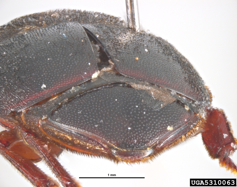 small hive beetle (Aethina tumida)