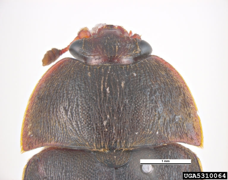 small hive beetle (Aethina tumida)