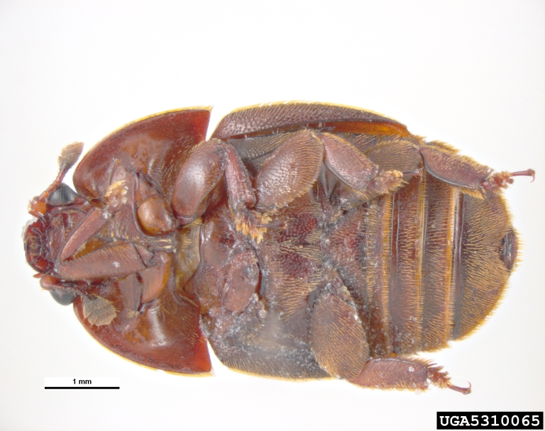 small hive beetle (Aethina tumida Murray, 1867)