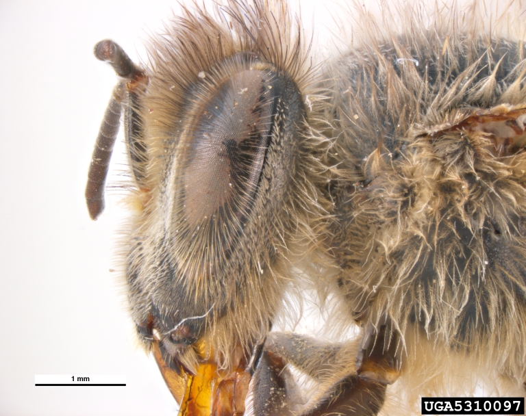 honey bee (Apis mellifera Linnaeus)