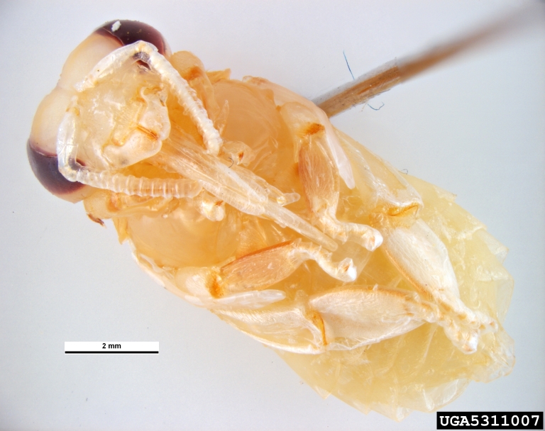 honey bee (Apis mellifera Linnaeus)