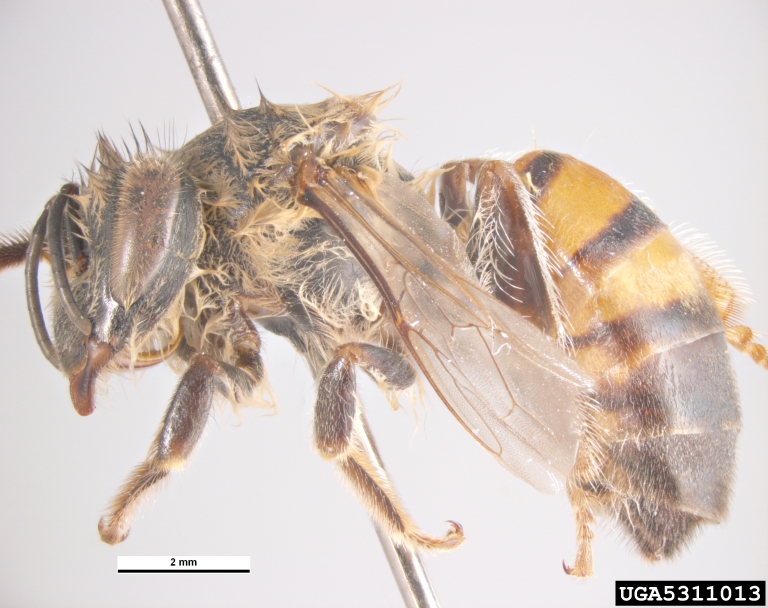Africanized honey bee (Apis mellifera ssp. scutellata Lepeletier)