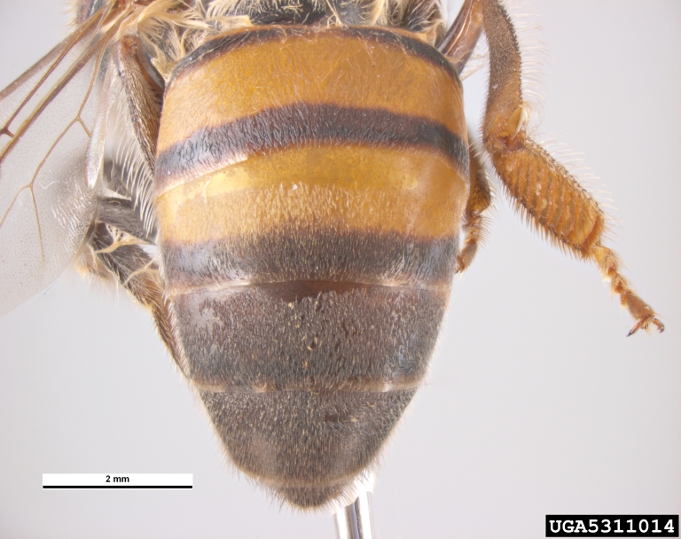 Africanized honey bee (Apis mellifera ssp. scutellata Lepeletier)