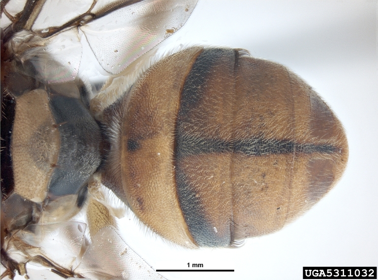 Carambola fly (Bactrocera carambolae)