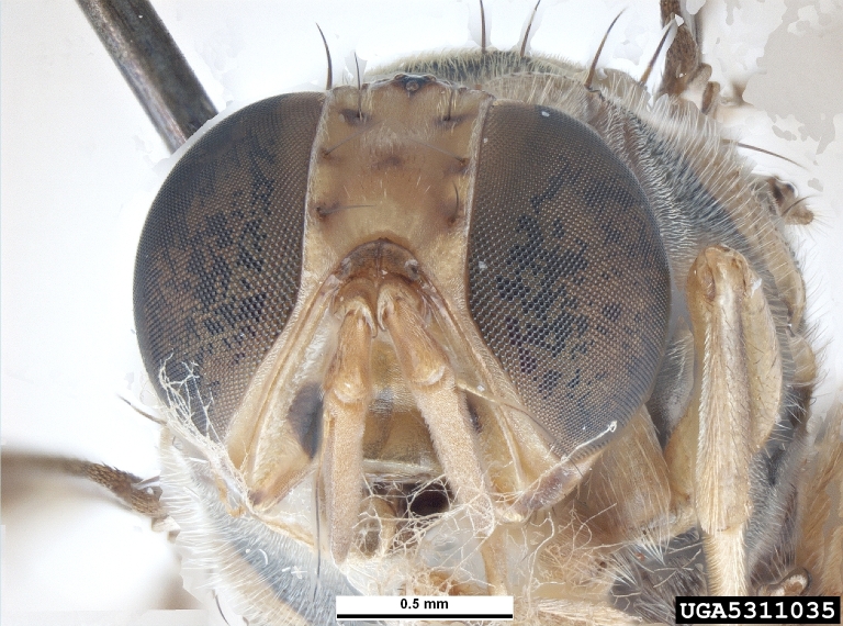 Carambola fly (Bactrocera carambolae Drew & Hancock, 1994)
