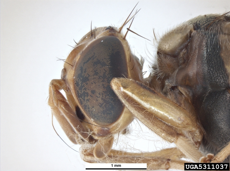 Carambola fly (Bactrocera carambolae Drew & Hancock, 1994)