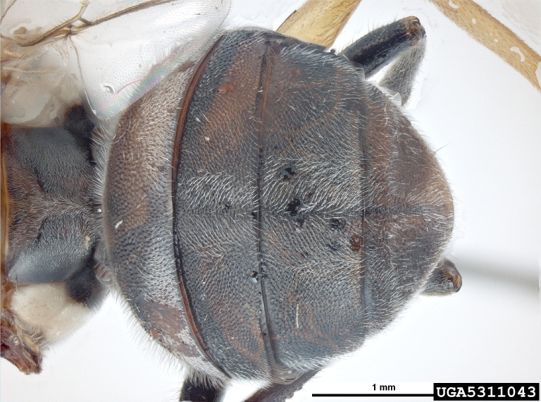 guava fruit fly (Bactrocera correcta)