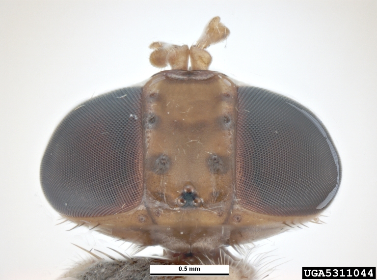 guava fruit fly (Bactrocera correcta)
