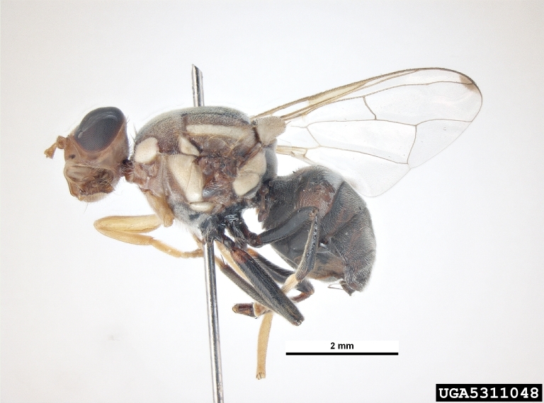 guava fruit fly (Bactrocera correcta)