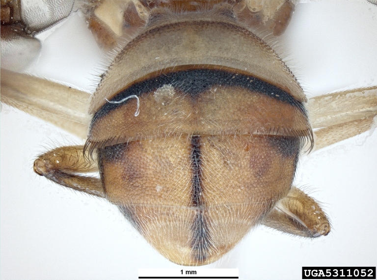 melon fly, Zeugodacus cucurbitae (Diptera: Tephritidae) - 5311052