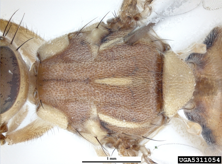 melon fly (Zeugodacus cucurbitae)