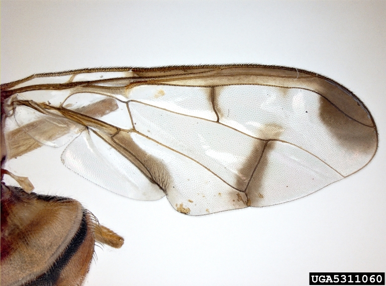 melon fly (Zeugodacus cucurbitae (Coquillett, 1899))