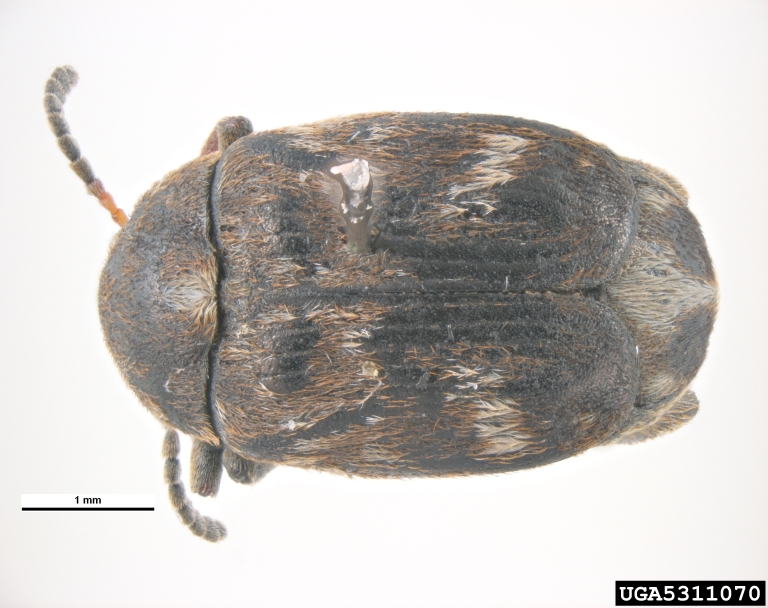pea weevil (Bruchus pisorum (Linnaeus, 1758))