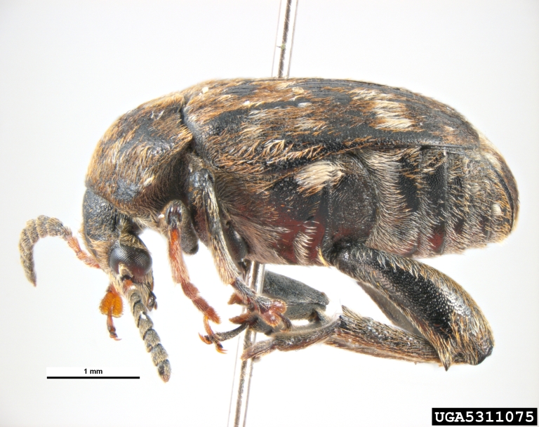 pea weevil (Bruchus pisorum (Linnaeus, 1758))