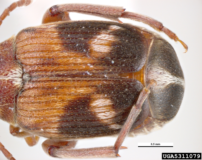 cowpea weevil (Callosobruchus maculatus)