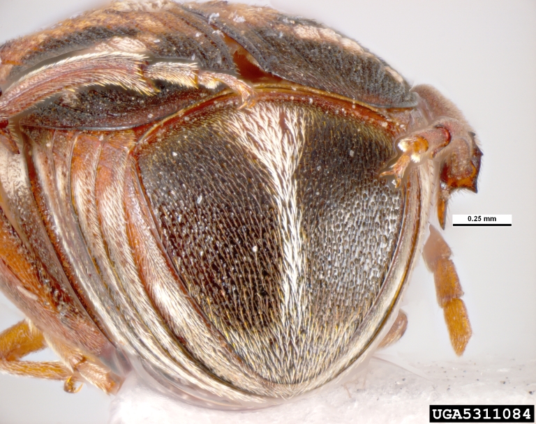 cowpea weevil, Callosobruchus maculatus (Coleoptera: Chrysomelidae ...