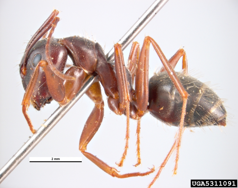 black carpenter ant (Camponotus pennsylvanicus)