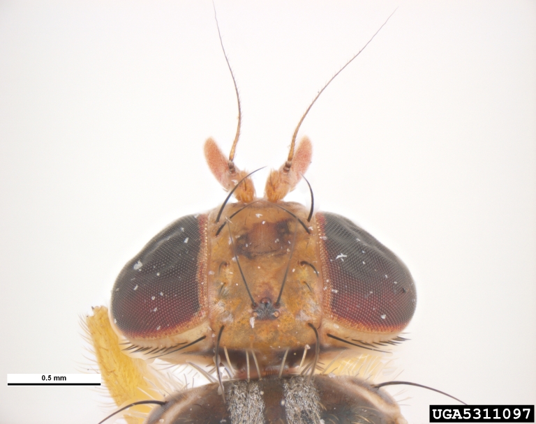 Mediterranean fruit fly, Medfly, Ceratitis capitata (Diptera ...