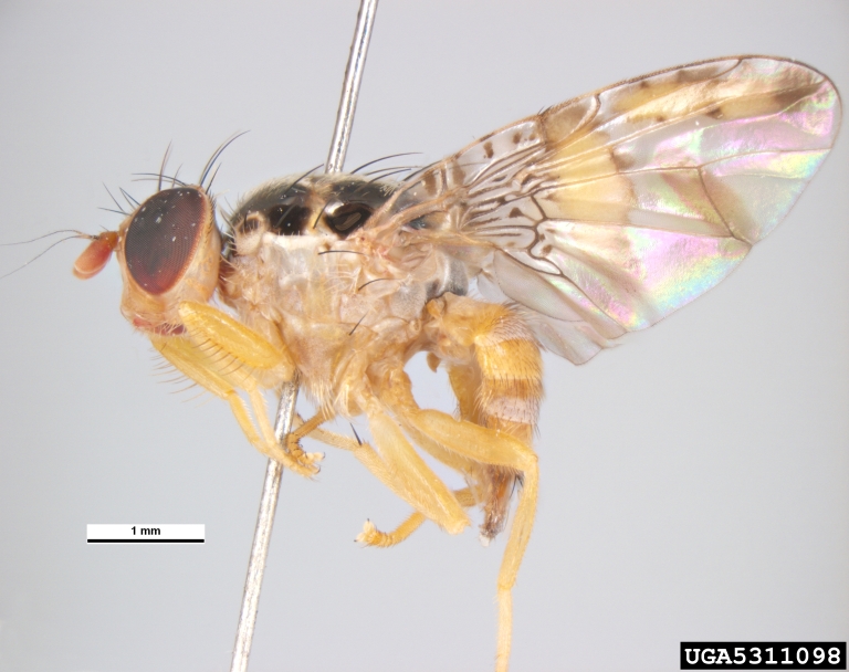 Mediterranean fruit fly, Medfly (Ceratitis capitata)