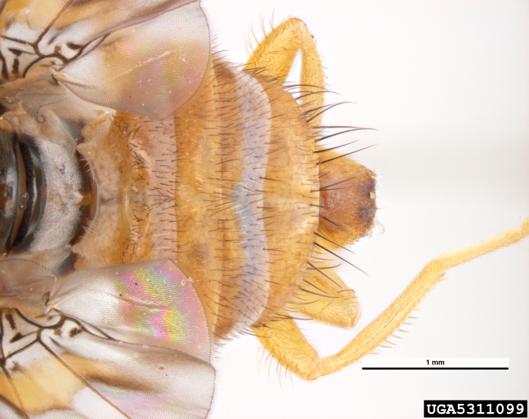 Mediterranean fruit fly, Medfly (Ceratitis capitata)
