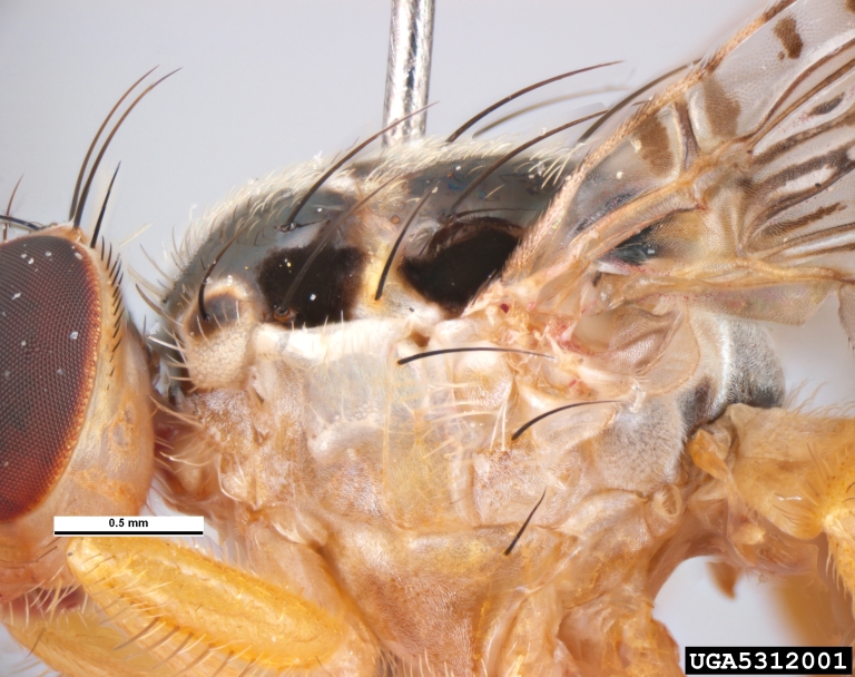 Mediterranean fruit fly, Medfly (Ceratitis capitata (Wiedemann, 1824))