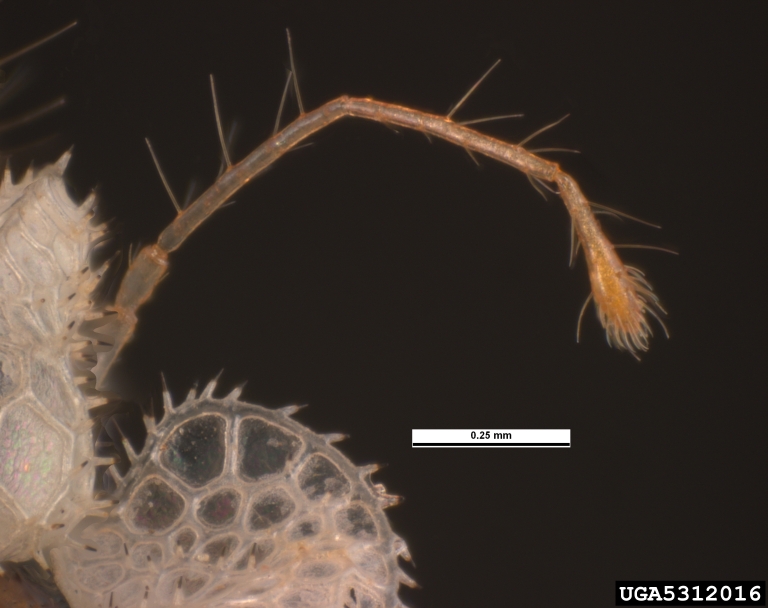 sycamore lace bug (Corythucha ciliata (Say))