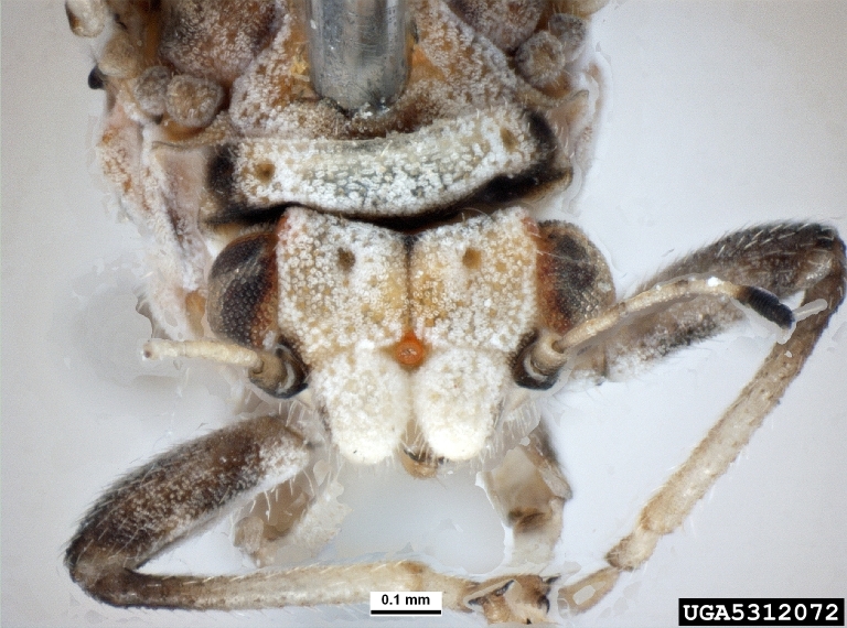 Asian citrus psyllid (Diaphorina citri Kuwayama)