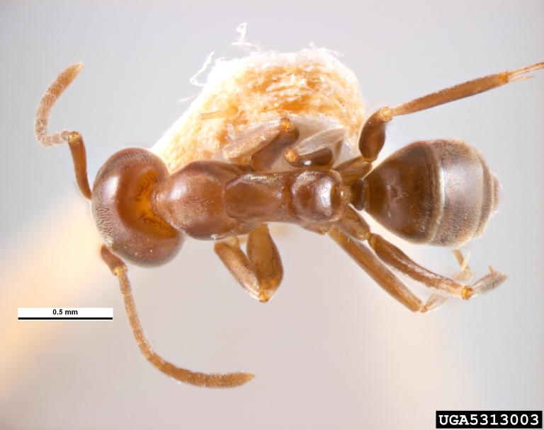 Argentine ant (Linepithema humile)