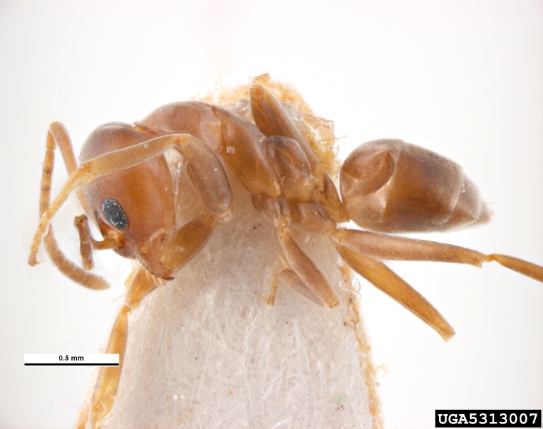 Argentine ant (Linepithema humile (Mayr))