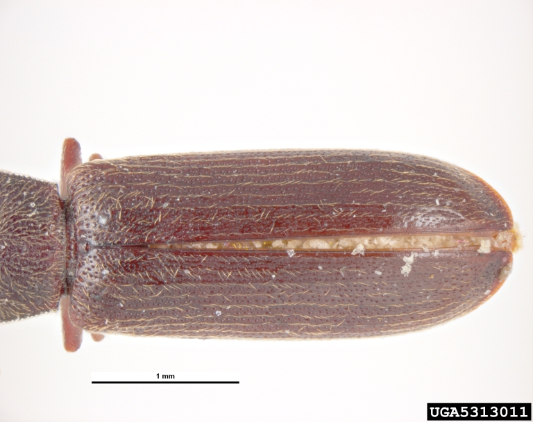 southern lyctus beetle (Lyctus carbonarius Waltl, 1832)