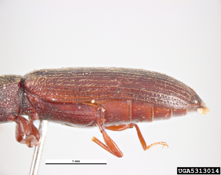 southern lyctus beetle (Lyctus carbonarius)