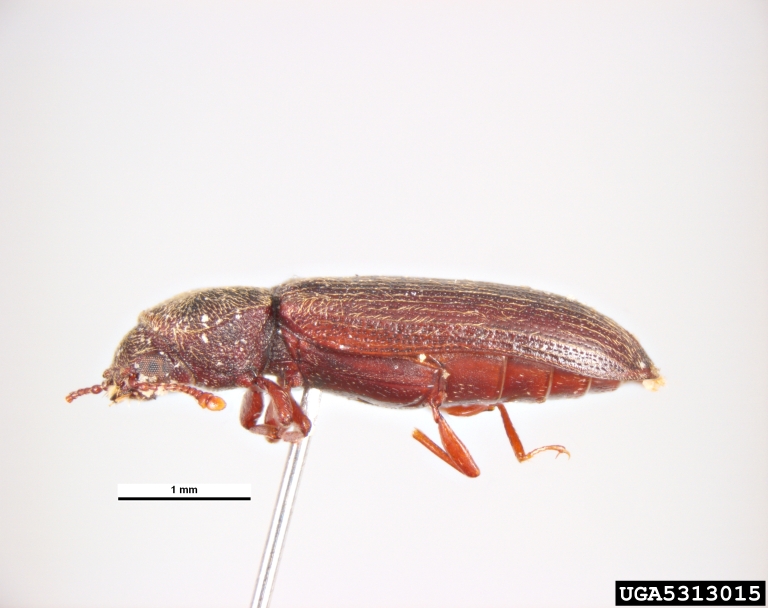 southern lyctus beetle (Lyctus carbonarius)